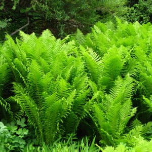 8 Ferns for Around Ponds (Top Pond Ferns) - Pond Informer