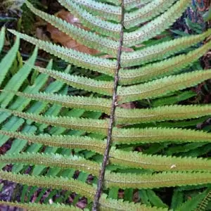 8 Ferns for Around Ponds (Top Pond Ferns) - Pond Informer
