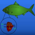 How Long Can Fish Survive Out of Water? (Explained) - Pond Informer