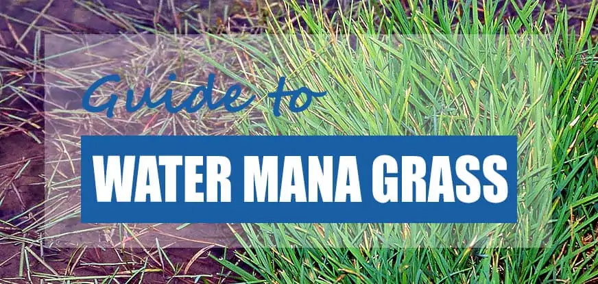 How to Plant & Grow Float Grass (Glyceria fluitans) - Pond Informer