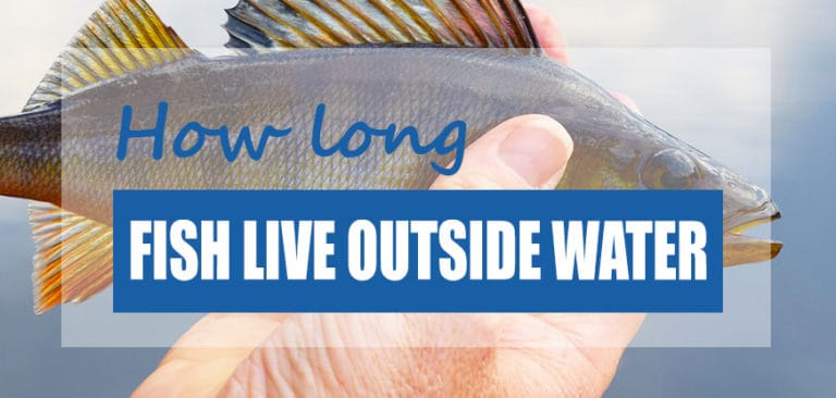 How Long Does A Fish Live Out Of Water
