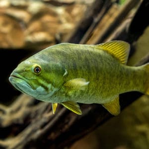 20 Lake Michigan Fish Species (Updated) - Pond Informer