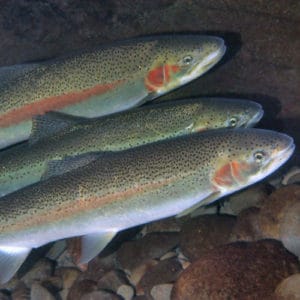 20 Lake Michigan Fish Species (Updated) - Pond Informer