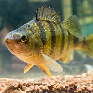 20 Lake Michigan Fish Species (Updated) - Pond Informer