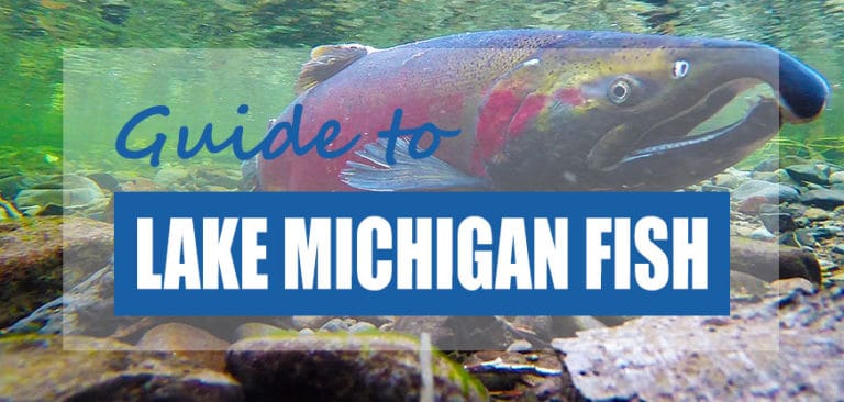 List of Lake Michigan Fish Species (Fishable & Non) - Pond Informer