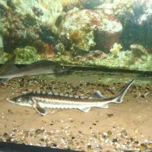 7 Sturgeon Species (Facts & Pictures) - Pond Informer