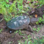 How To Attract Turtles To Your Pond & Yard (Best Methods) - Pond Informer