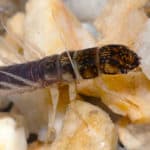 Guide to Alderflies & Alderfly Larvae (Sialidae) - Pond Informer