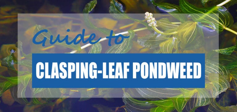 How to Plant & Grow Clasping-Leaf Pondweed (Potamogeton perfoliatus ...