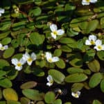 How to Plant & Grow Floating Water Plantain (Luronium natans) - Pond ...