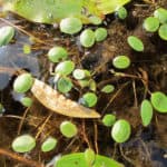 How to Plant & Grow Floating Water Plantain (Luronium natans) - Pond ...