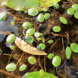 How to Plant & Grow Floating Water Plantain (Luronium natans) - Pond ...
