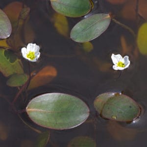 How to Plant & Grow Floating Water Plantain (Luronium natans) - Pond ...