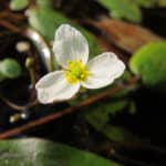 How to Plant & Grow Floating Water Plantain (Luronium natans) - Pond ...