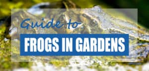 Are Frogs Good for the Garden? (Pros & Cons) - Pond Informer