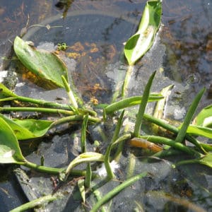 How to Grow & Plant Golden Club (Orontium aquaticum) - Pond Informer