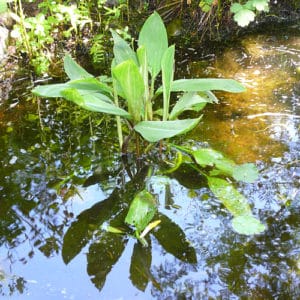 How to Grow & Plant Golden Club (Orontium aquaticum) - Pond Informer