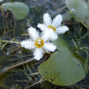 How to Plant & Grow Water Snowflake (Nymphoides indica) - Pond Informer