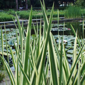 How to Plant & Grow Variegated Sweet Flag (Acorus calamus) - Pond Informer