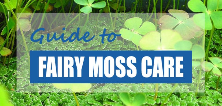 How to Plant & Grow Fairy Moss (Azolla filiculoides) - Pond Informer
