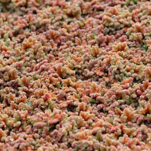 How to Plant & Grow Fairy Moss (Azolla filiculoides) - Pond Informer