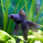 A History of Goldfish in Mythology - Pond Informer