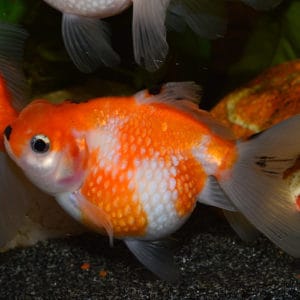 A History of Goldfish in Mythology - Pond Informer