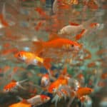 A History of Goldfish in Mythology - Pond Informer