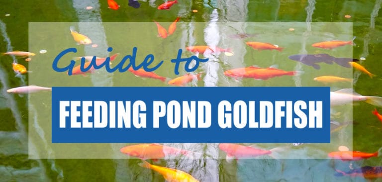 How Often to Feed Goldfish in Outdoor Ponds? [Updated] - Pond Informer