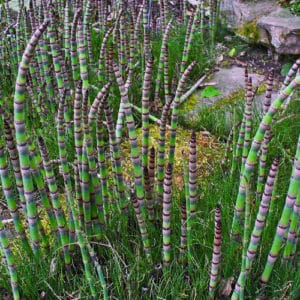 8 Best Grasses to Plant Around Ponds (Top Picks) - Pond Informer