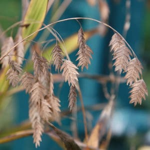 8 Best Grasses to Plant Around Ponds (Top Picks) - Pond Informer