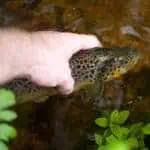 How to Safely Catch Fish In Ponds (Top Methods) - Pond Informer