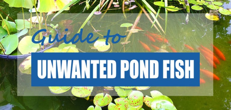 What Can I Do With Unwanted Pond Fish? (Solutions) - Pond Informer