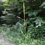 12 Best Plants for Wildlife Ponds (Top Picks) - Pond Informer