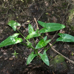 How to Plant & Grow Common Arrowhead (Sagittaria latifolia) - Pond Informer
