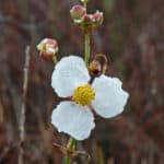 How to Plant & Grow Common Arrowhead (Sagittaria latifolia) - Pond Informer