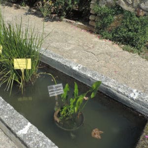 How to Plant & Grow Common Arrowhead (Sagittaria latifolia) - Pond Informer