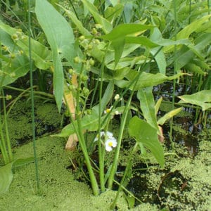 How to Plant & Grow Common Arrowhead (Sagittaria latifolia) - Pond Informer