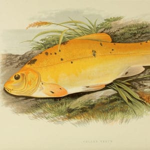 Can You Eat Tench? (Facts & Nutrition) - Pond Informer