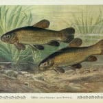 Can You Eat Tench? (Facts & Nutrition) - Pond Informer