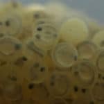 How to Care for & Raise Koi Fry 2022 (Growing Tips) - Pond Informer