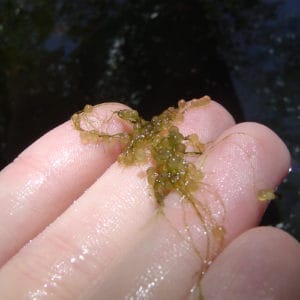 What Do Koi Fish Eggs Look Like? (Pics & Facts) - Pond Informer