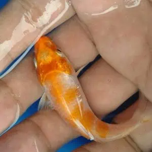 How to Care for & Raise Koi Fry (Growing Tips) - Pond Informer