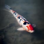 How to Care for & Raise Koi Fry (Growing Tips) - Pond Informer