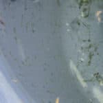 How to Care for & Raise Koi Fry (Growing Tips) - Pond Informer
