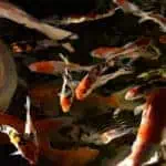 How to Care for & Raise Koi Fry (Growing Tips) - Pond Informer