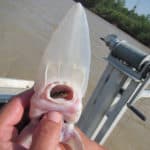 Sturgeon Feeding Guide (What Food & How Often) - Pond Informer