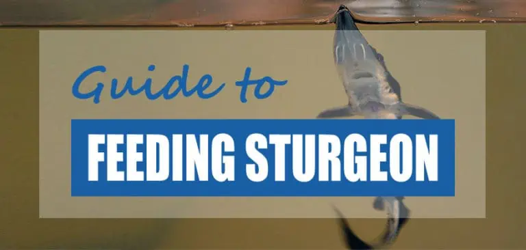 Ultimate Guide to Feeding Sturgeon (What Food & How Often?) - Pond Informer