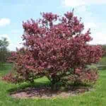 8 Best Trees for Sandy Soil (Top Species) - Pond Informer