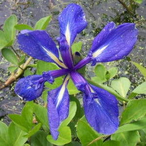 How to Plant & Grow Water Iris (Iris laevigata) - Pond Informer